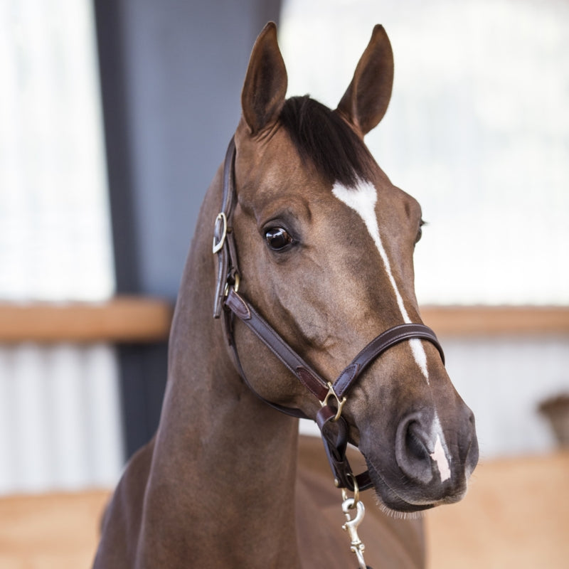 Stubben Leather Stable Halter NT CS/FS - Stübben Australia